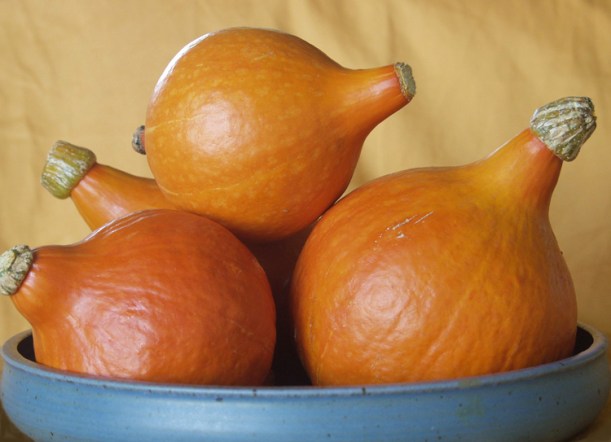 The alpha squash | Spoonfuls of Germany