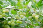 My German berry patch | Spoonfuls of Germany