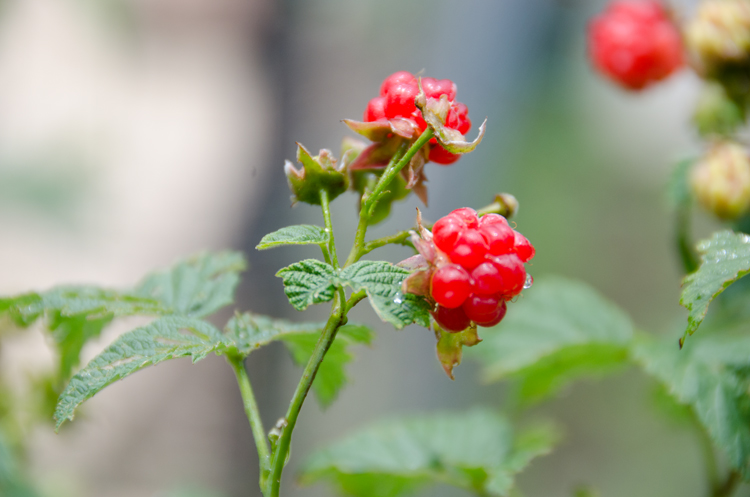 My German berry patch | Spoonfuls of Germany