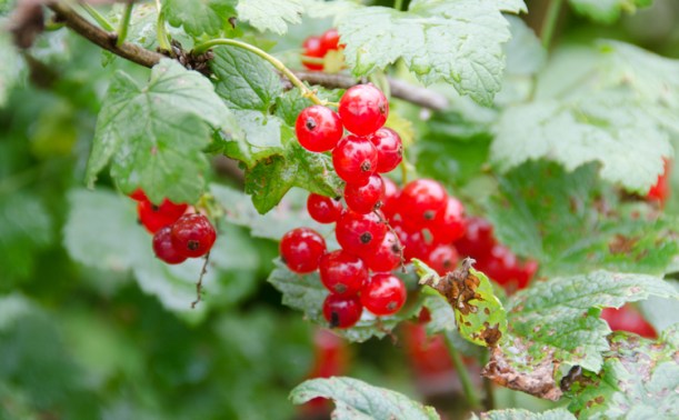 My German berry patch | Spoonfuls of Germany