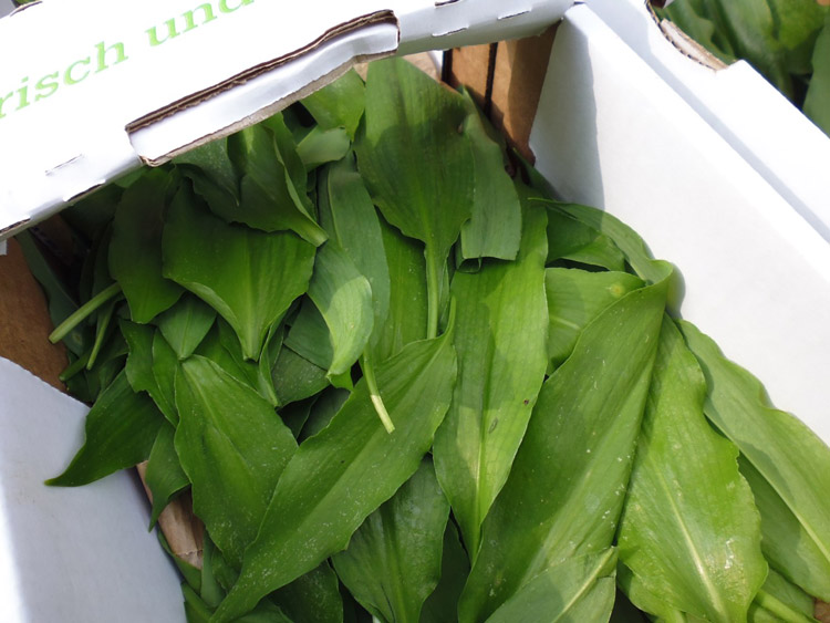 Wild about ramsons (Bärlauch) and ramps | Spoonfuls of Germany